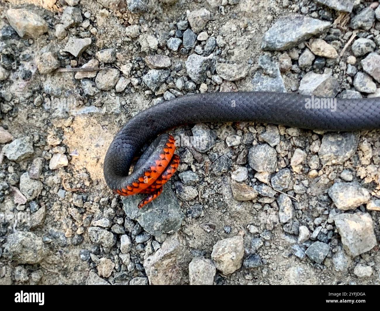Pacific Ringneck Snake (Diadophis punctatus amabilis Stock Photo - Alamy