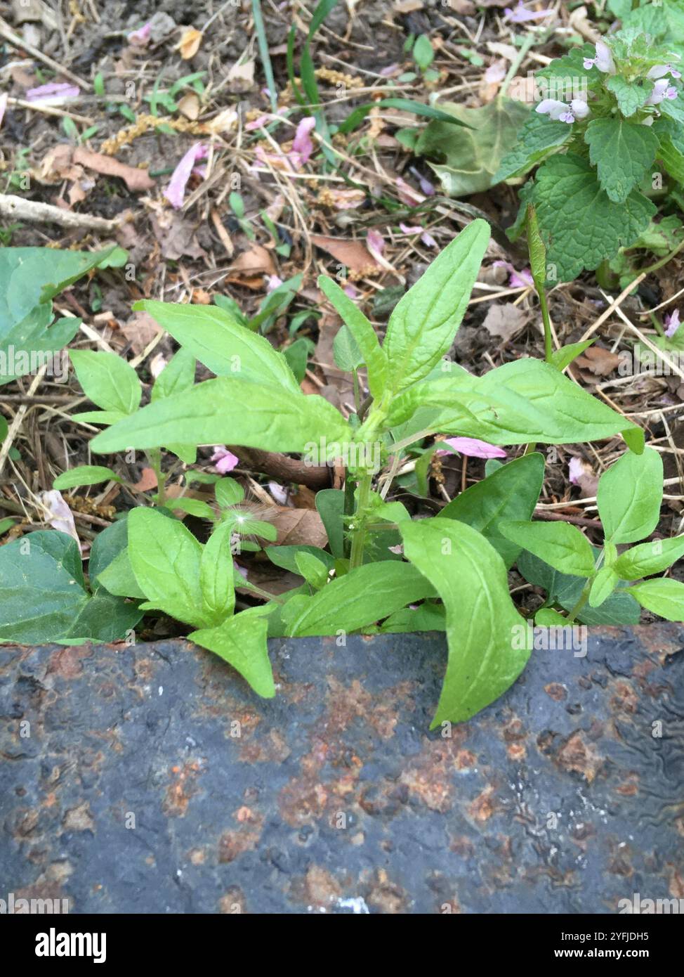 Pennsylvania pellitory (Parietaria pensylvanica Stock Photo - Alamy