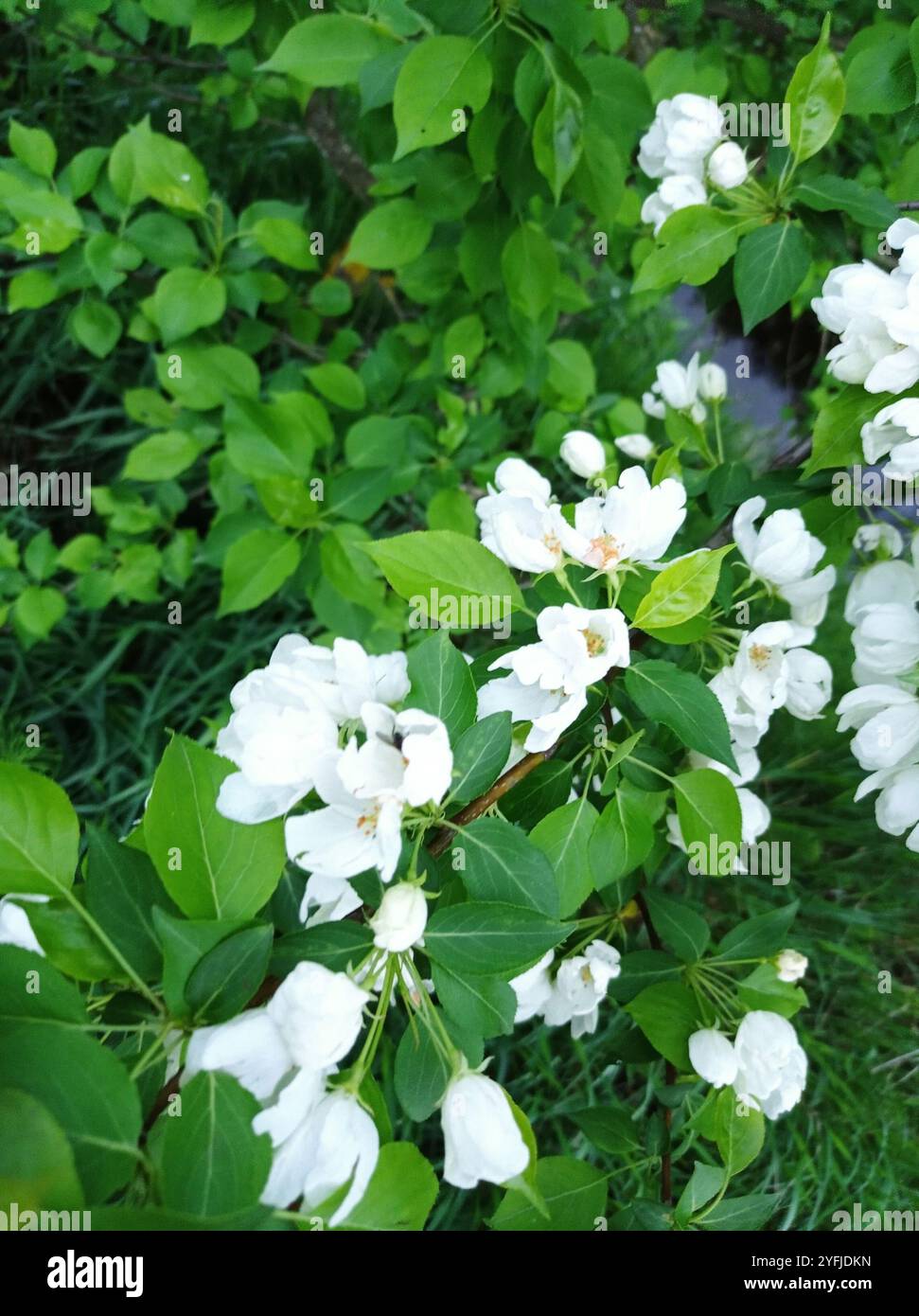 Siberian crabapple (Malus baccata Stock Photo - Alamy