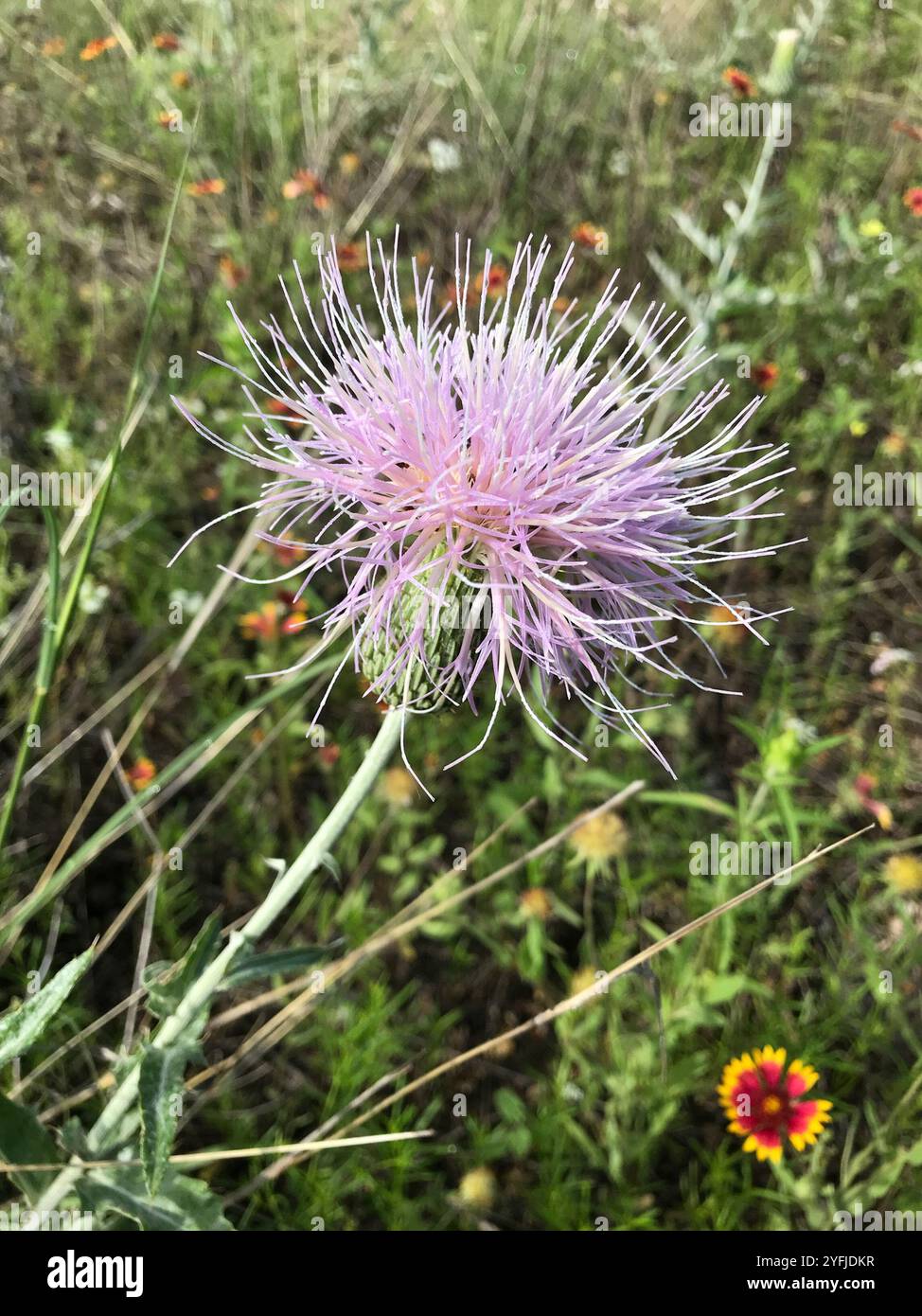 Wavyleaf thistle hi-res stock photography and images - Alamy