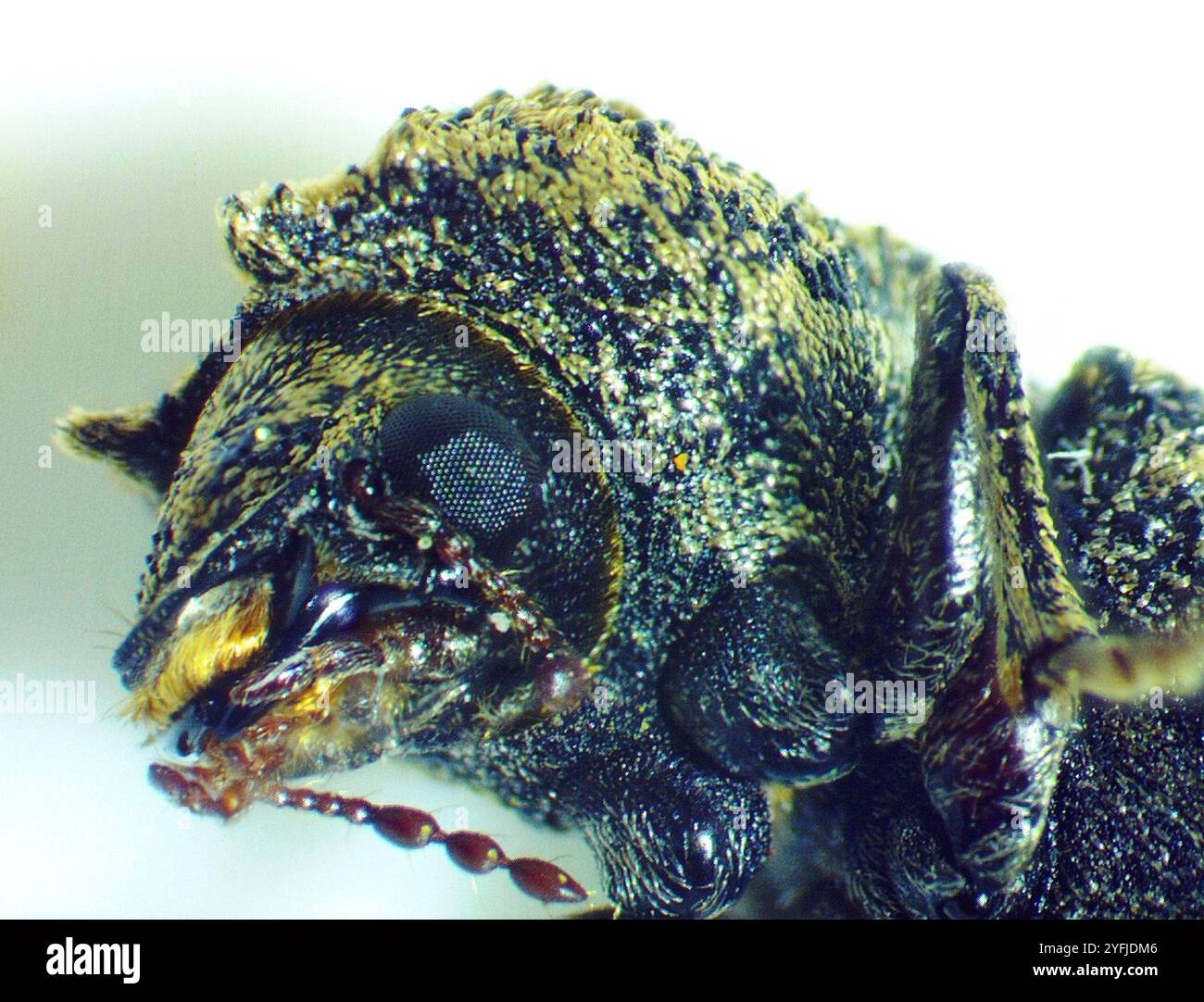 Two-horned Powder-post Beetle (Lichenophanes bicornis Stock Photo - Alamy