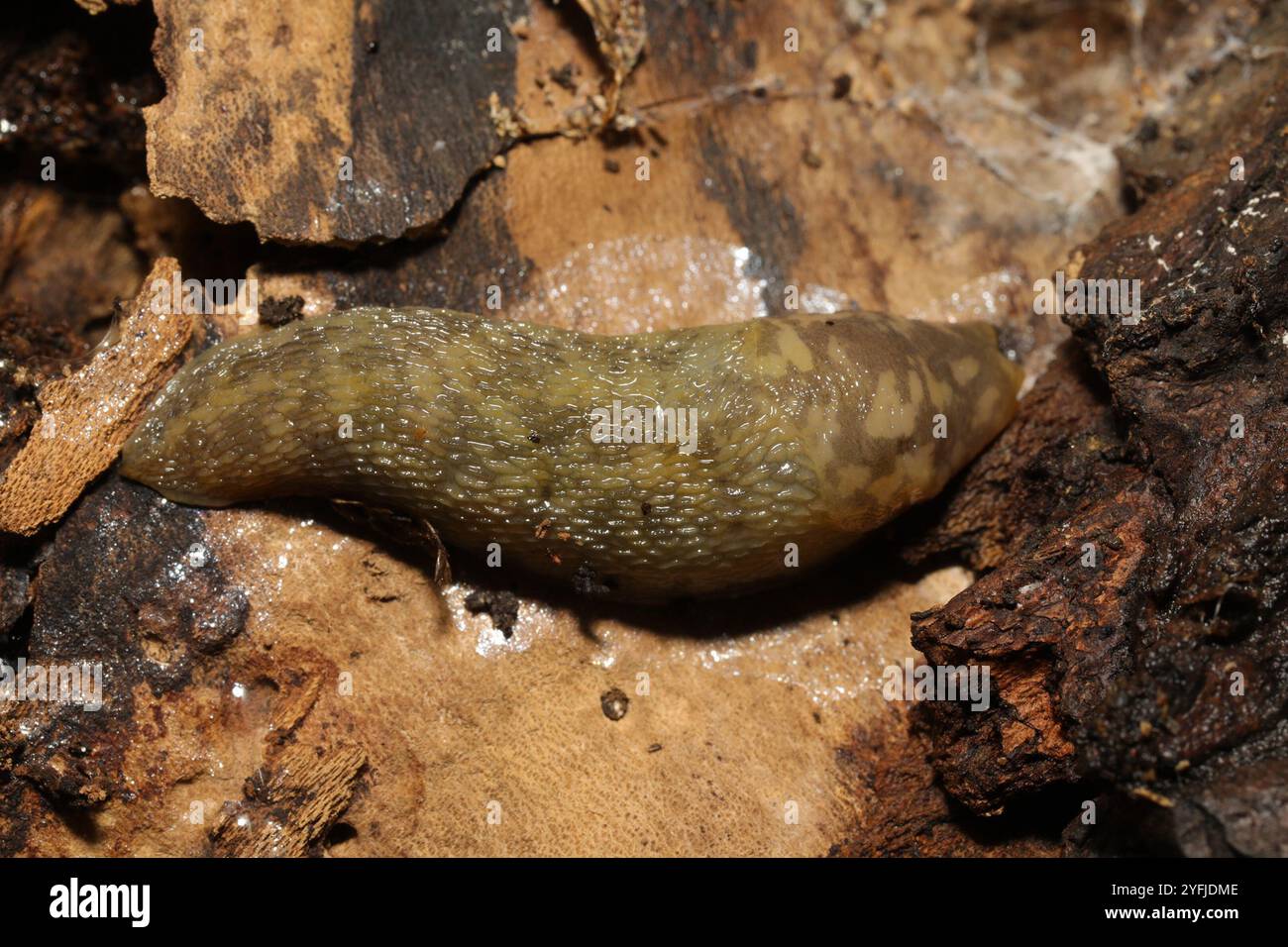 Green Cellar Slug (Limacus maculatus Stock Photo - Alamy