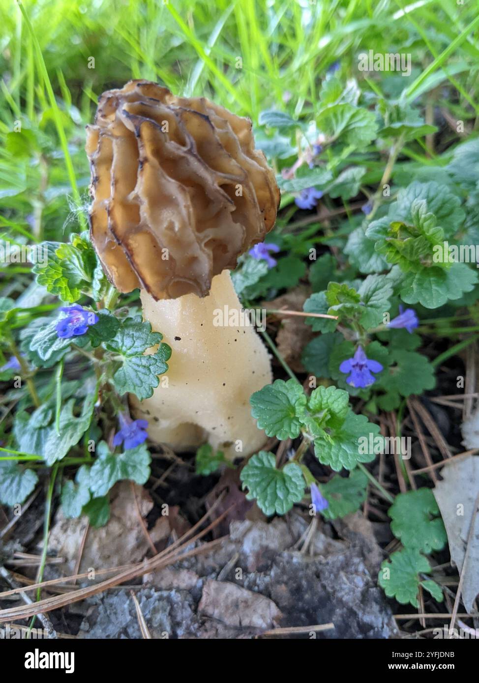Half-free Morel (Morchella punctipes Stock Photo - Alamy