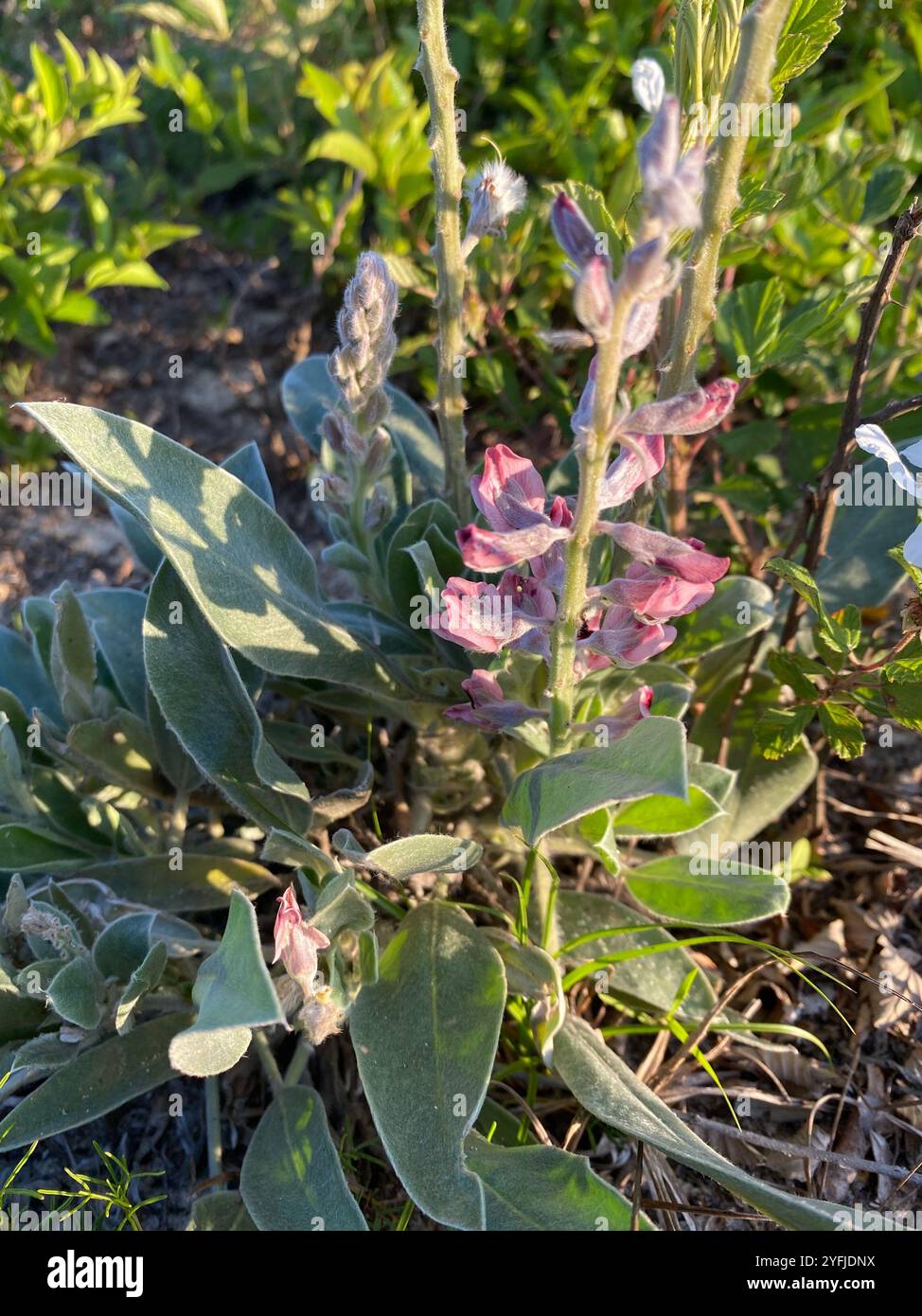Lady Lupine (Lupinus villosus Stock Photo - Alamy