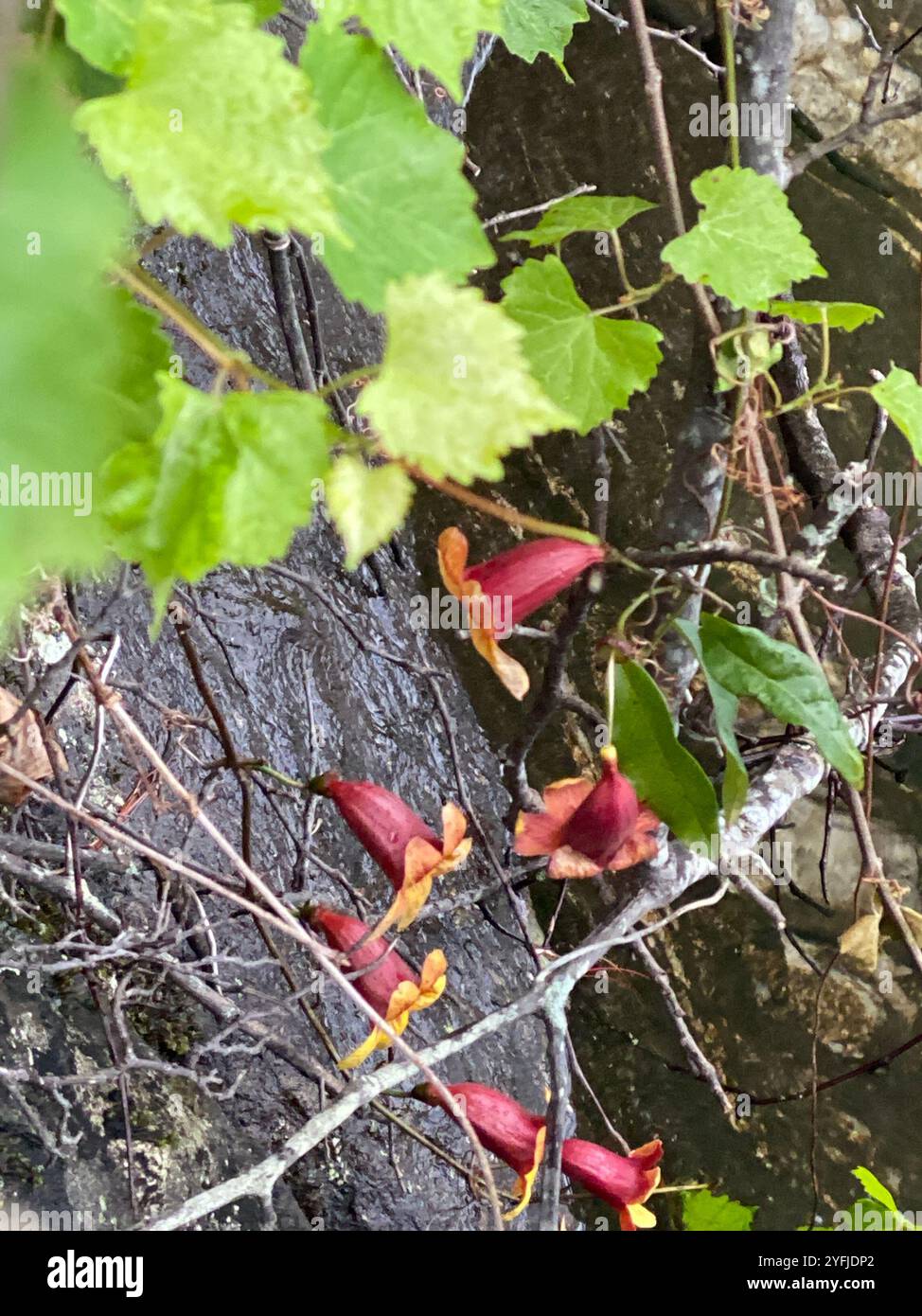 cross vine (Bignonia capreolata Stock Photo - Alamy