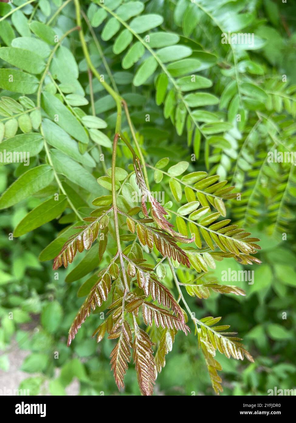 honey locusts (Gleditsia Stock Photo - Alamy
