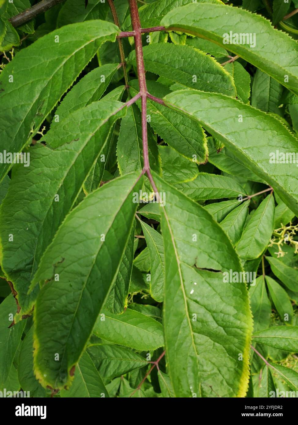red-berried elder (Sambucus racemosa Stock Photo - Alamy