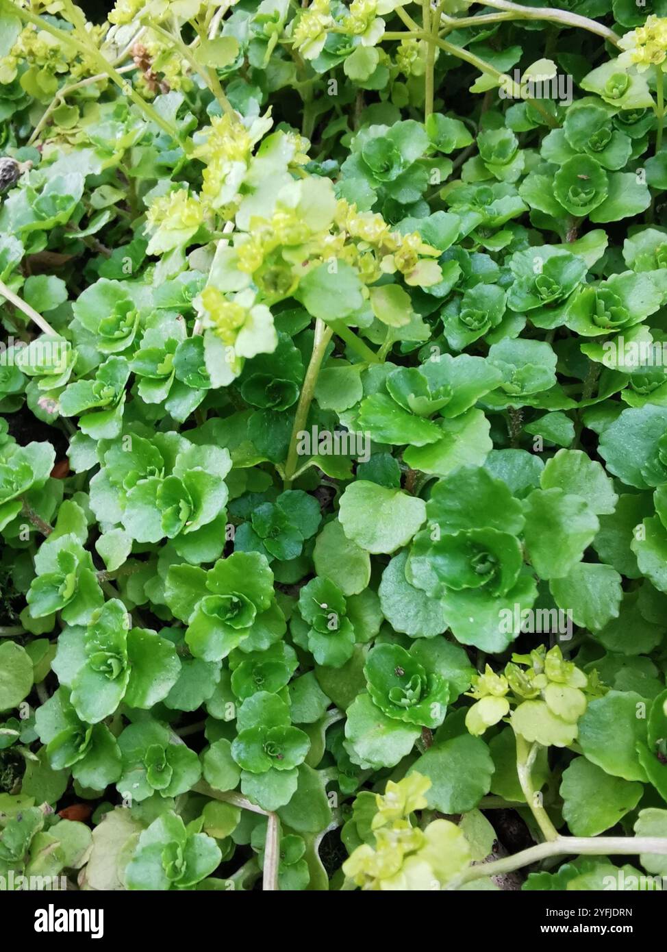 Opposite-leaved Golden-saxifrage (Chrysosplenium oppositifolium Stock ...