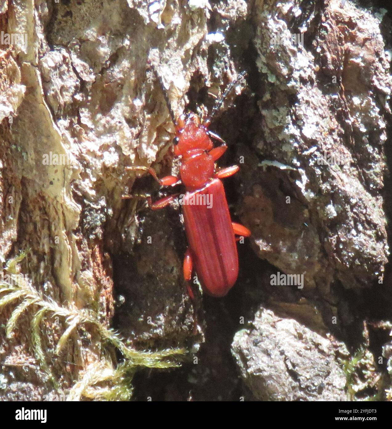Red Flat Bark Beetle (Cucujus clavipes Stock Photo - Alamy