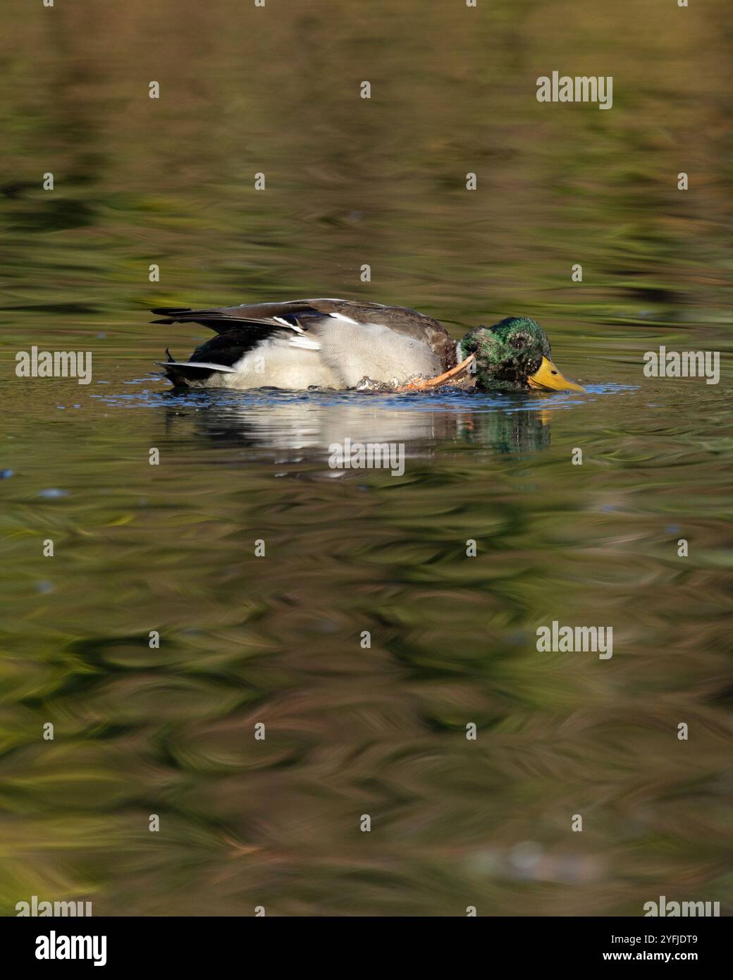 A male Mallard duck, or drake, appears to scratch an itch on his head ...