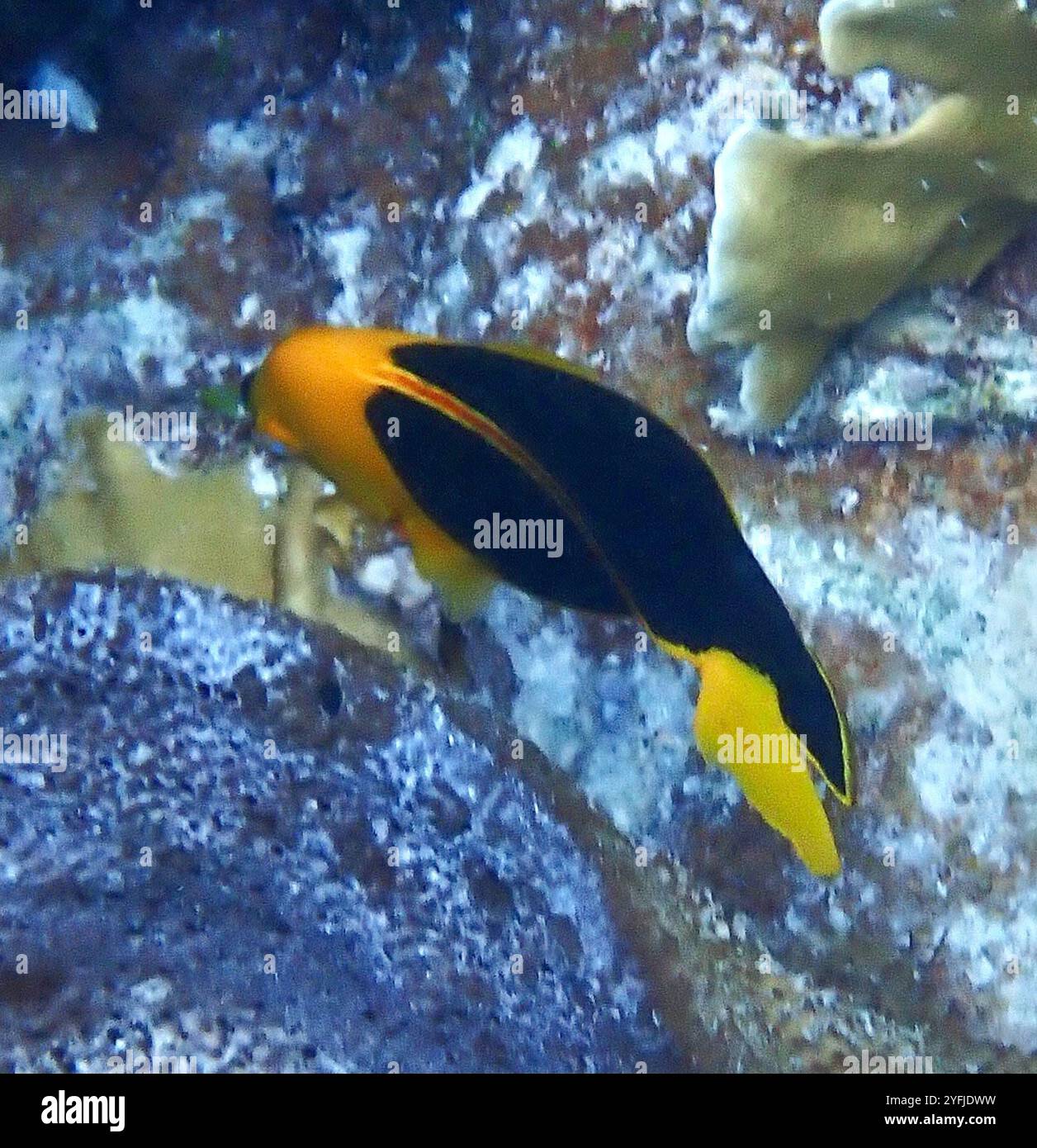 Rock beauty holacanthus tricolor hi-res stock photography and images ...