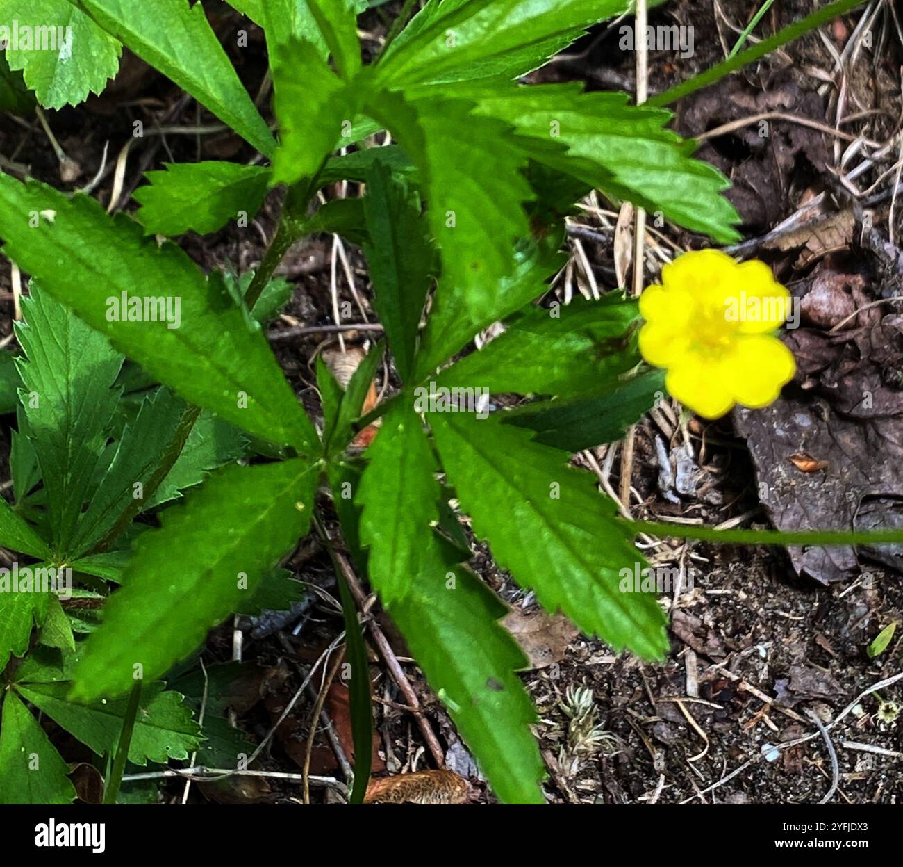 common cinquefoil (Potentilla simplex Stock Photo - Alamy