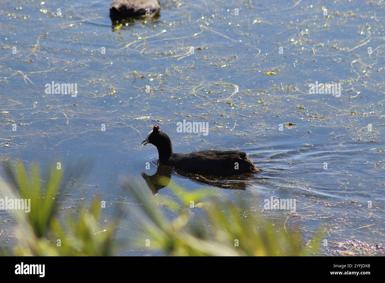 Red-knobbed Coot (Fulica cristata Stock Photo - Alamy