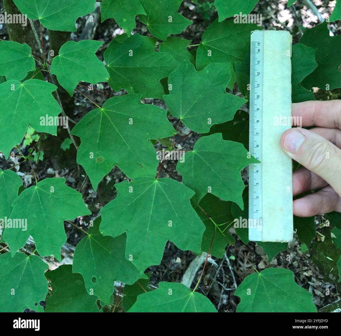 chalk maple (Acer leucoderme Stock Photo - Alamy