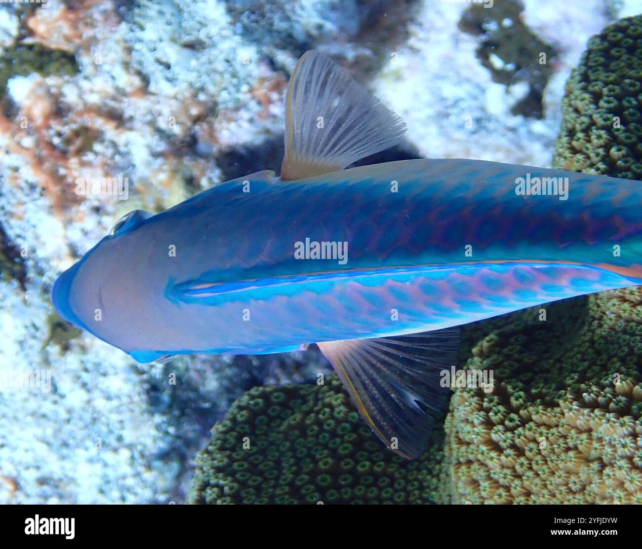 Princess parrotfish hi-res stock photography and images - Alamy