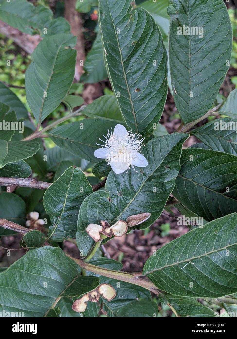 Common guava (Psidium guajava Stock Photo - Alamy