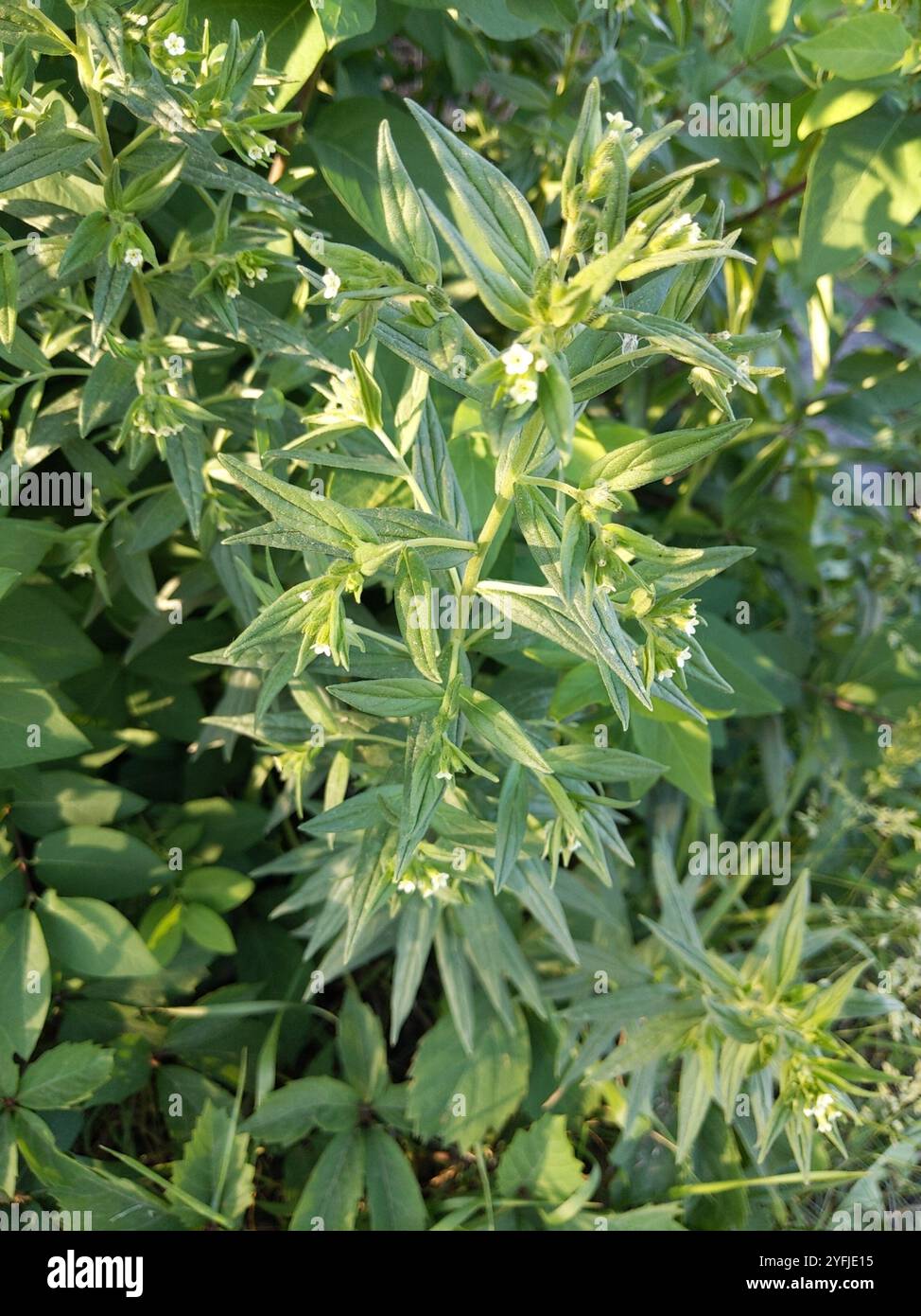 Common Gromwell (Lithospermum officinale Stock Photo - Alamy