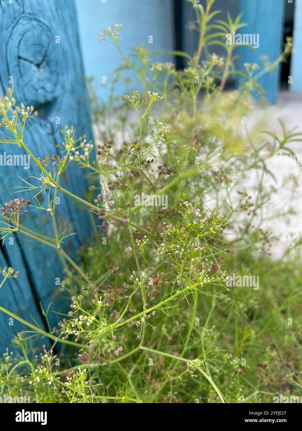 Leptophyllum hi-res stock photography and images - Alamy