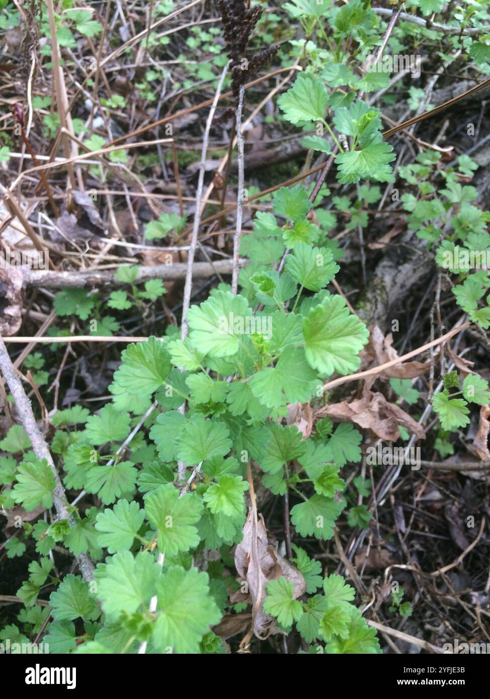 Smooth Gooseberry (Ribes hirtellum Stock Photo - Alamy