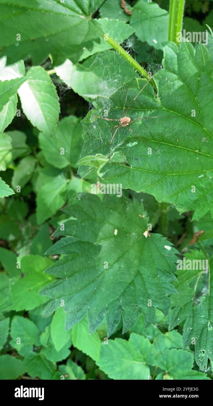 Spring Harvestman (Rilaena triangularis Stock Photo - Alamy