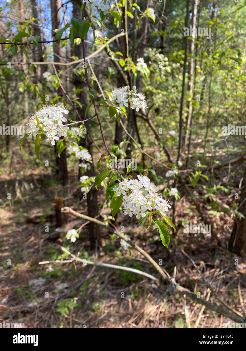 fire cherry (Prunus pensylvanica Stock Photo - Alamy