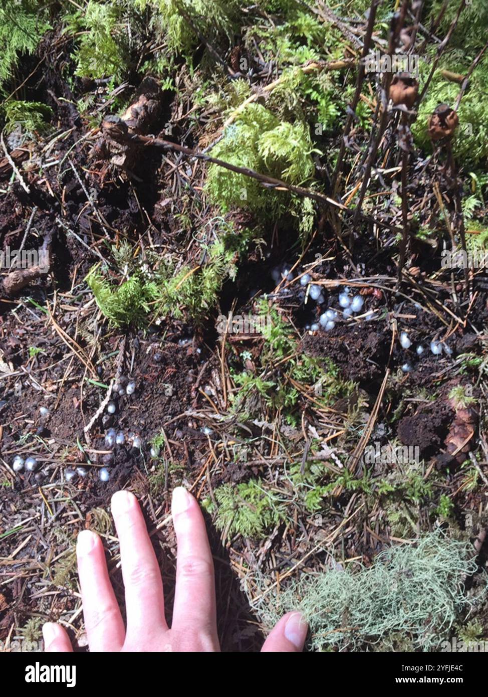 Ghost Pipe (Monotropa uniflora Stock Photo - Alamy