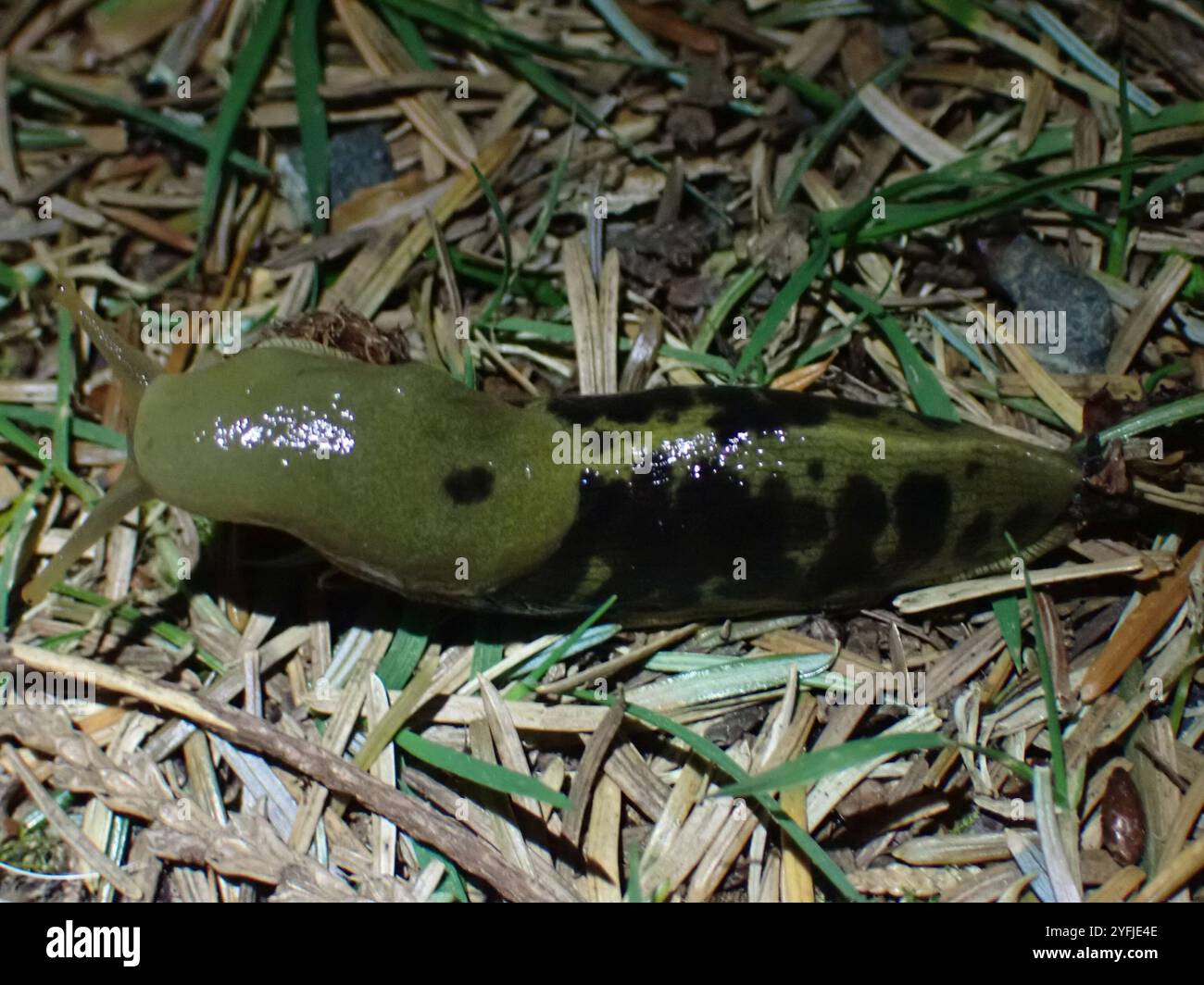 Pacific Banana Slug (Ariolimax columbianus Stock Photo - Alamy