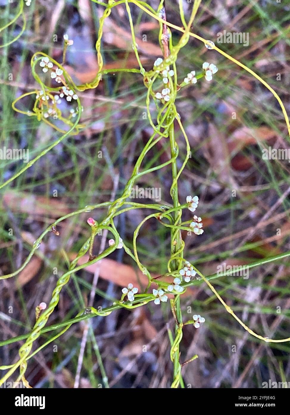laurel dodder (Cassytha filiformis Stock Photo - Alamy