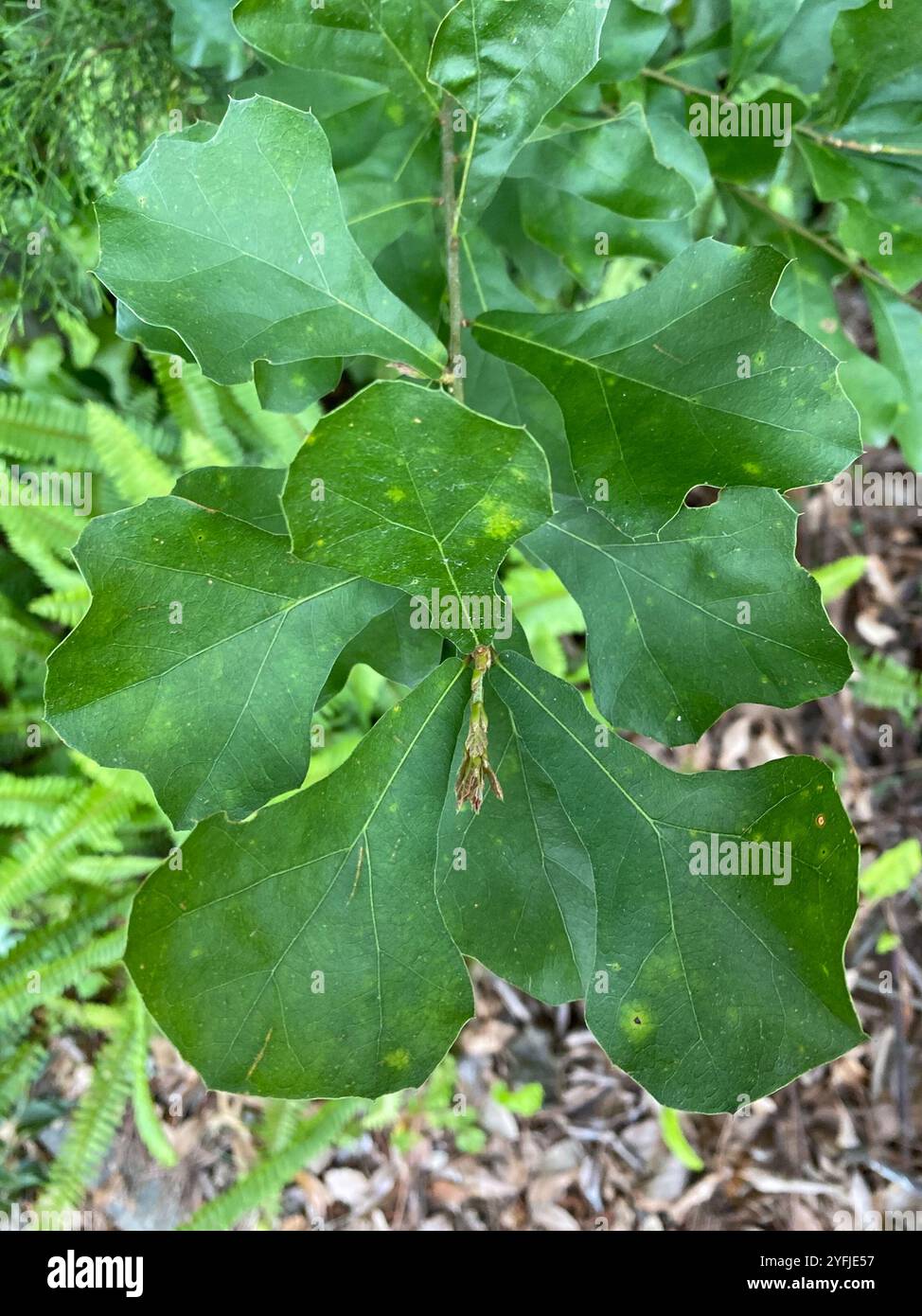 water oak (Quercus nigra Stock Photo - Alamy