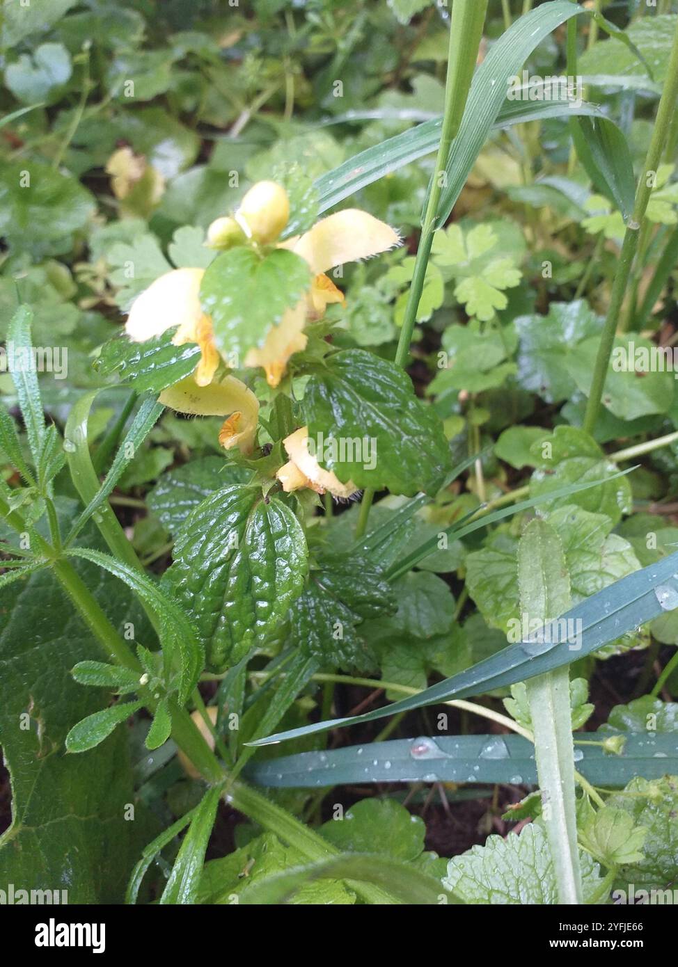 yellow archangel (Lamium galeobdolon Stock Photo - Alamy