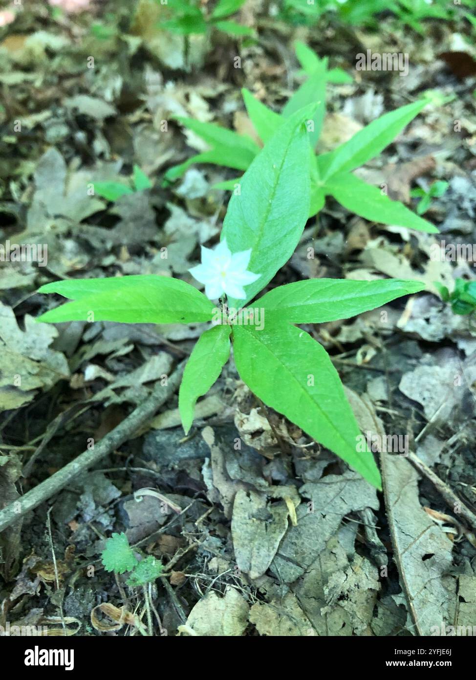 northern starflower (Lysimachia borealis Stock Photo - Alamy