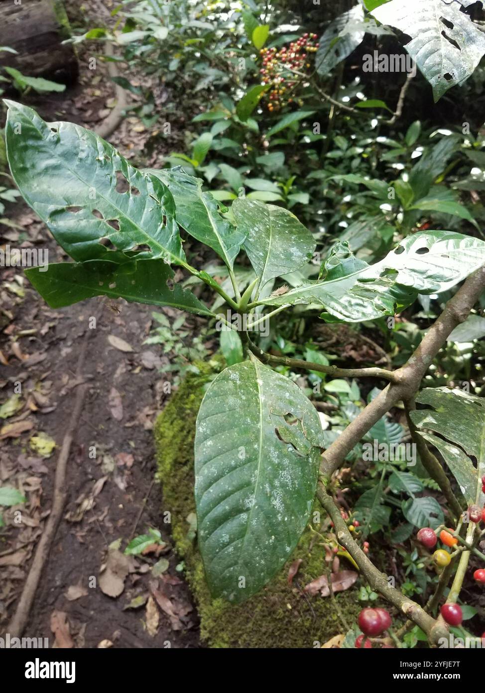 Psychotria panamensis hi-res stock photography and images - Alamy