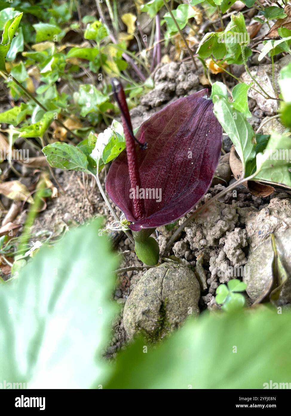 Typhonium hi-res stock photography and images - Alamy