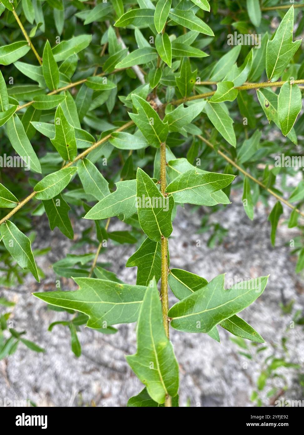 Darlington Oak (Quercus hemisphaerica Stock Photo - Alamy