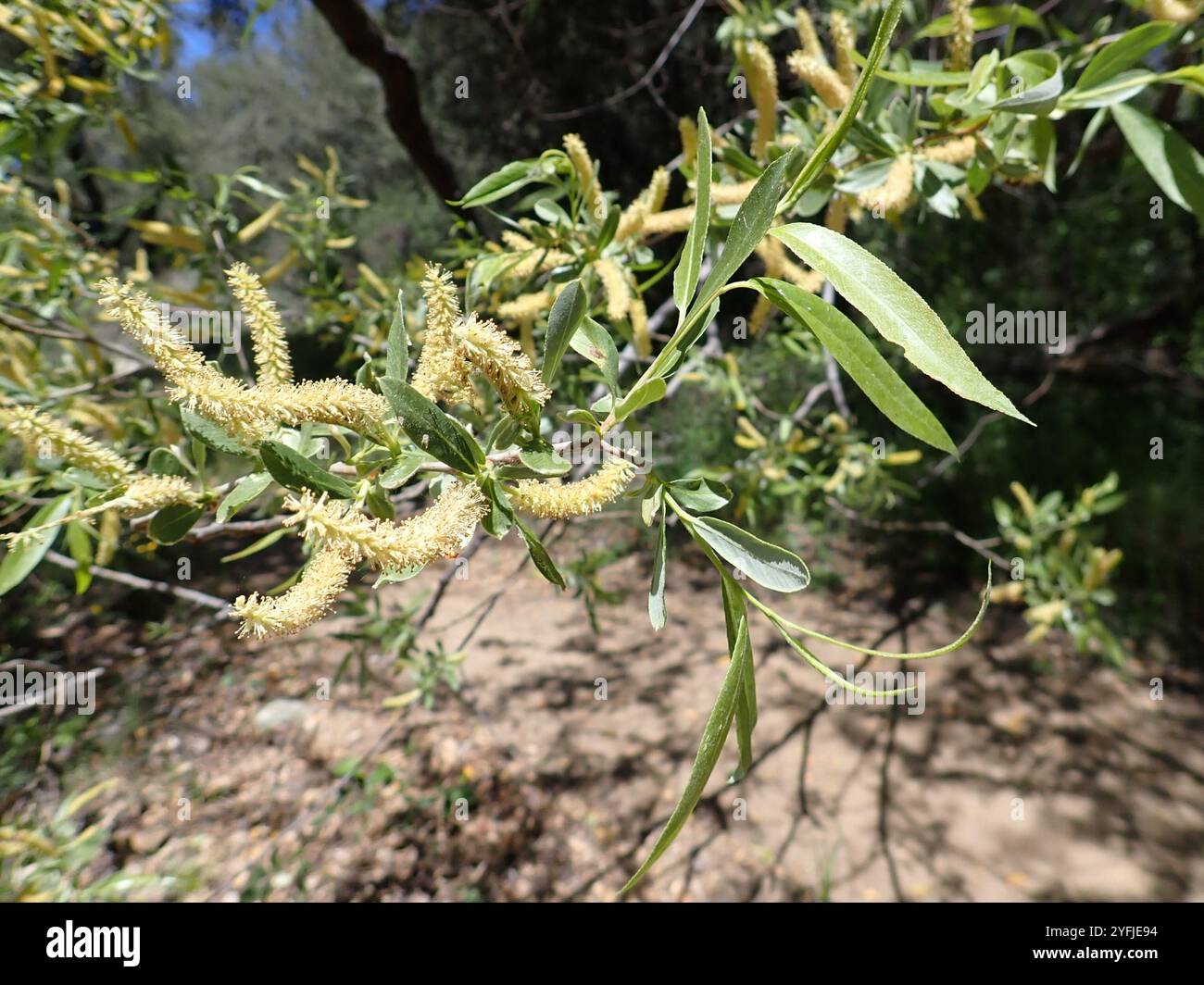 Salix laevigata hi-res stock photography and images - Alamy