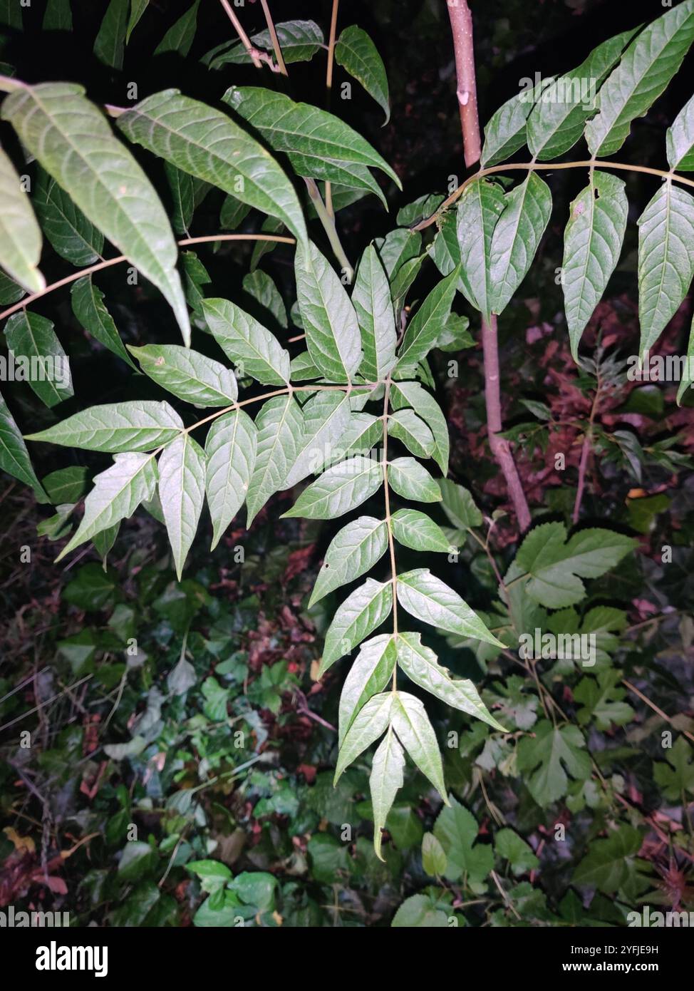 tree-of-heaven (Ailanthus altissima Stock Photo - Alamy