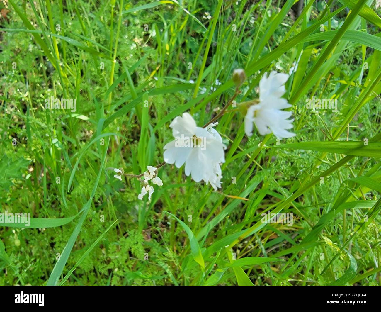 smallflower woodland star (Lithophragma parviflorum Stock Photo - Alamy