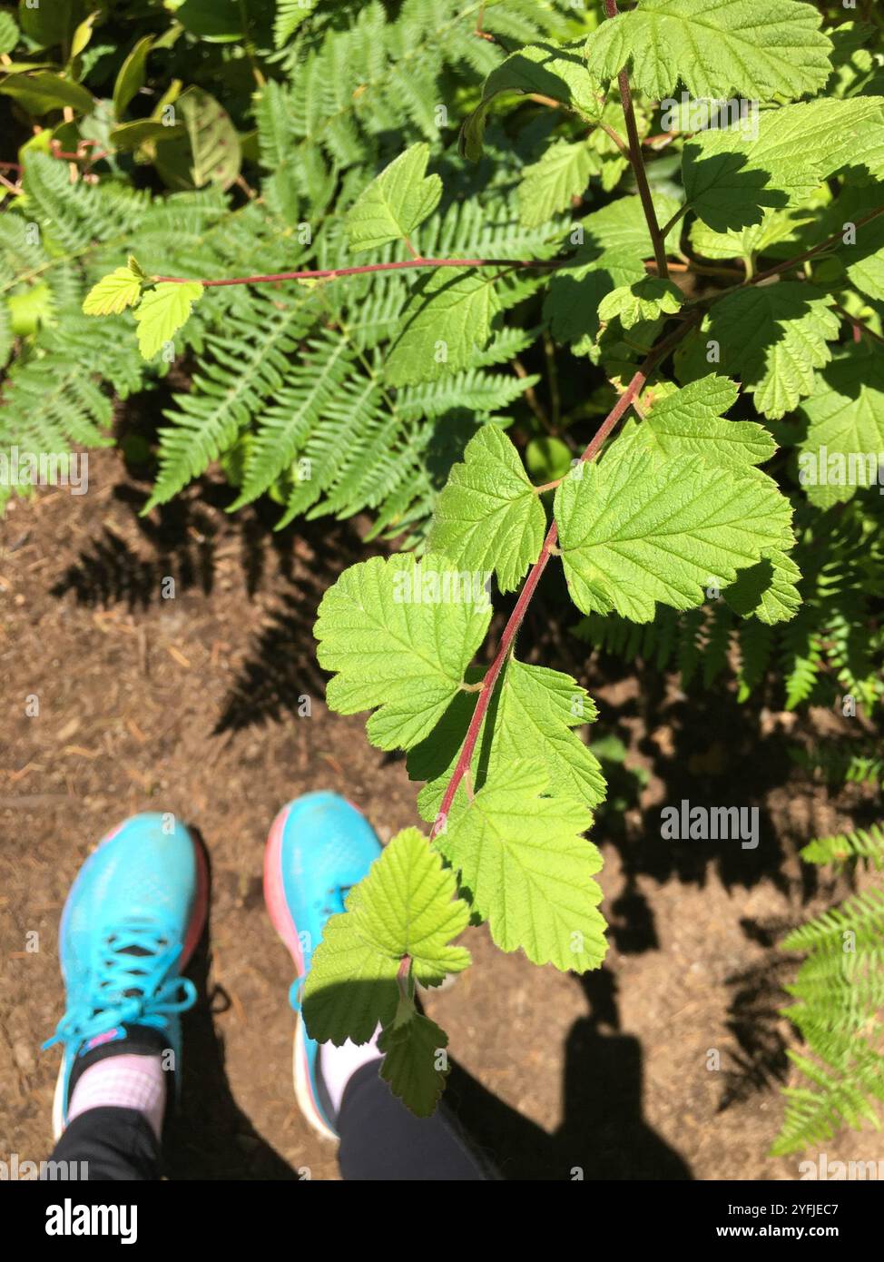 Ocean spray (Holodiscus discolor Stock Photo - Alamy