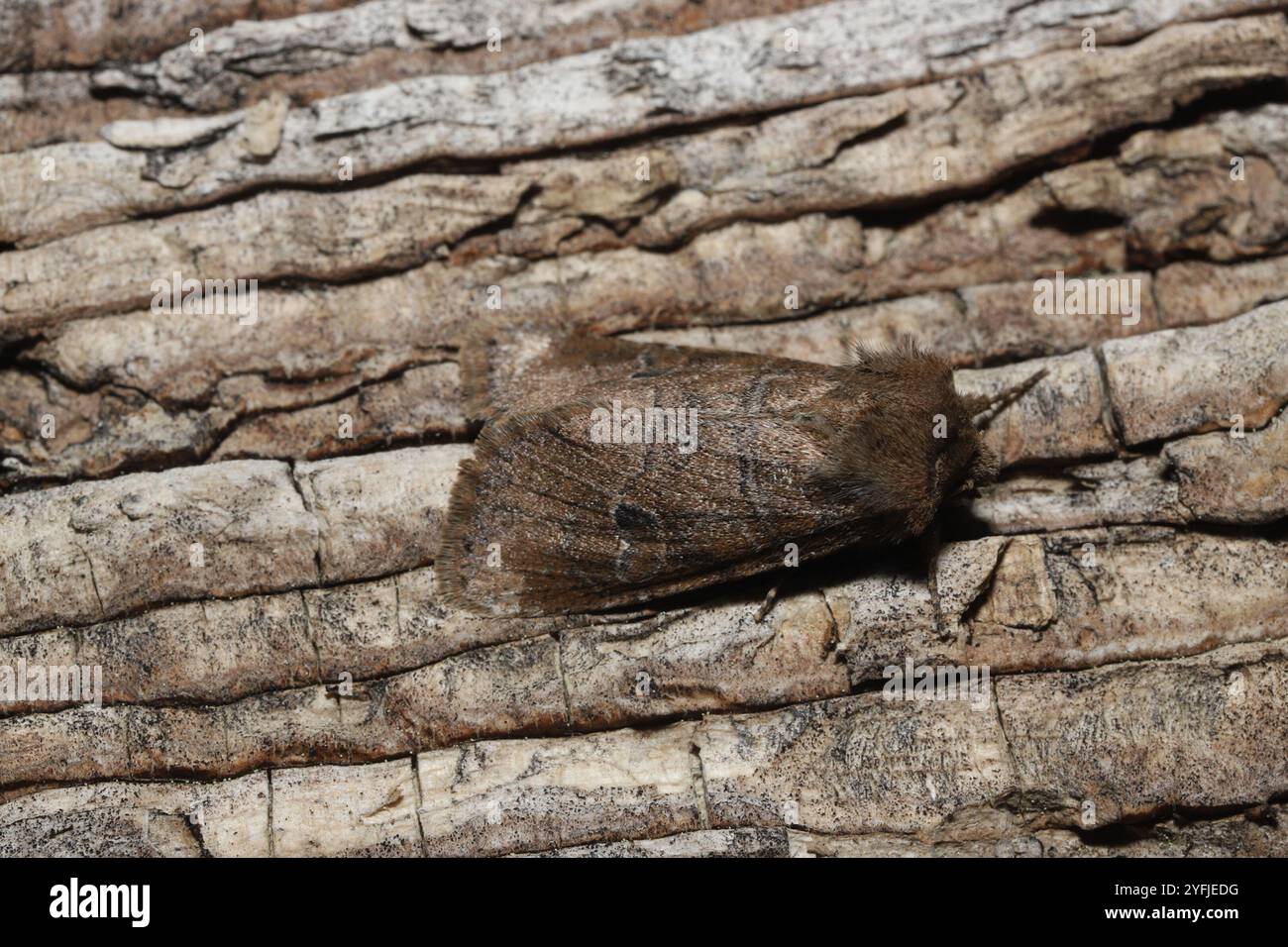 Cutworms and Dart Moths (Noctuinae Stock Photo - Alamy