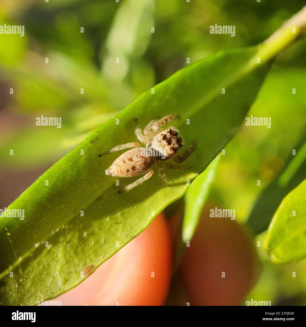 Garden Jumping Spiders (Opisthoncus Stock Photo - Alamy