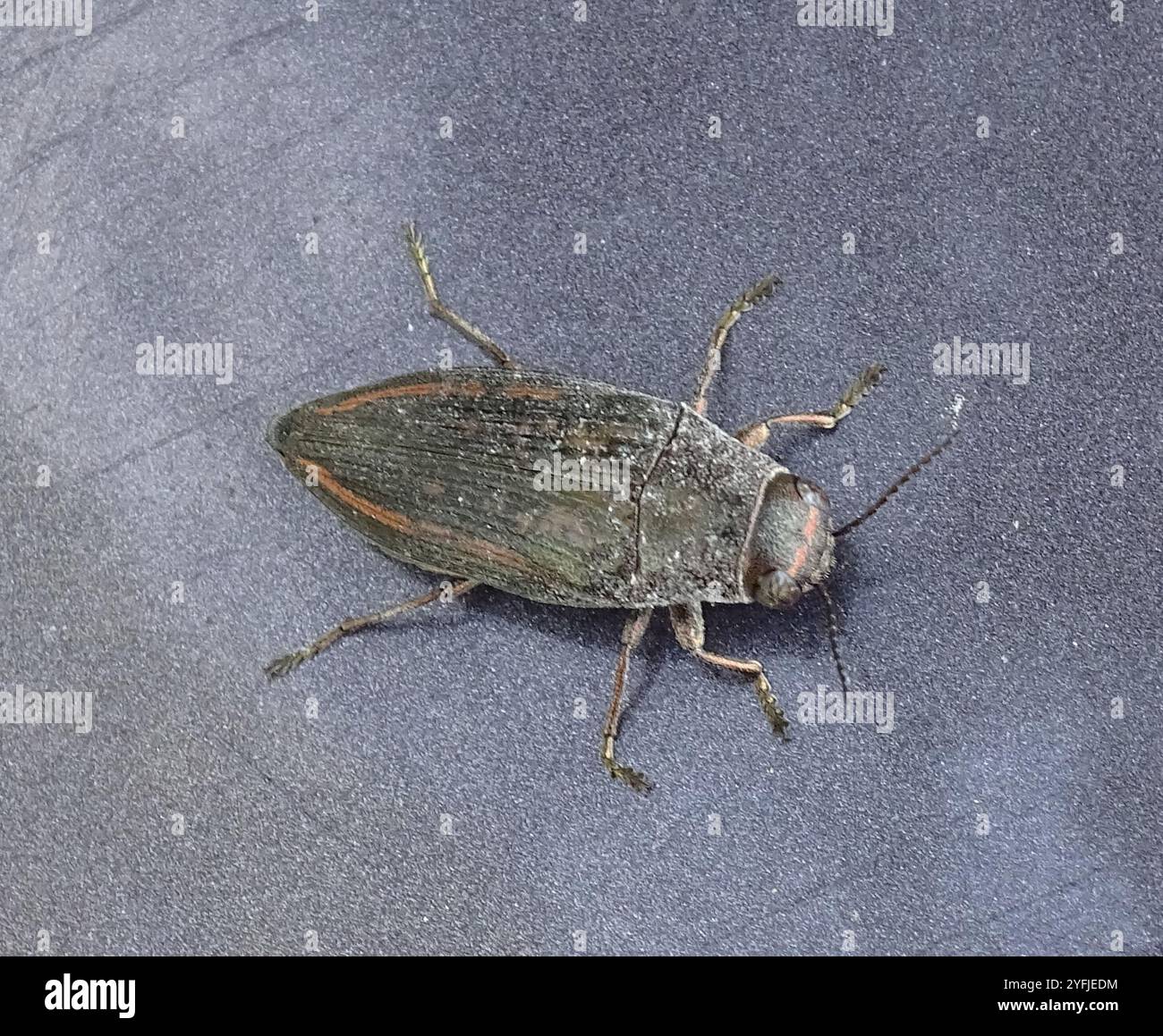 Lined Buprestid Beetle (Buprestis lineata Stock Photo - Alamy