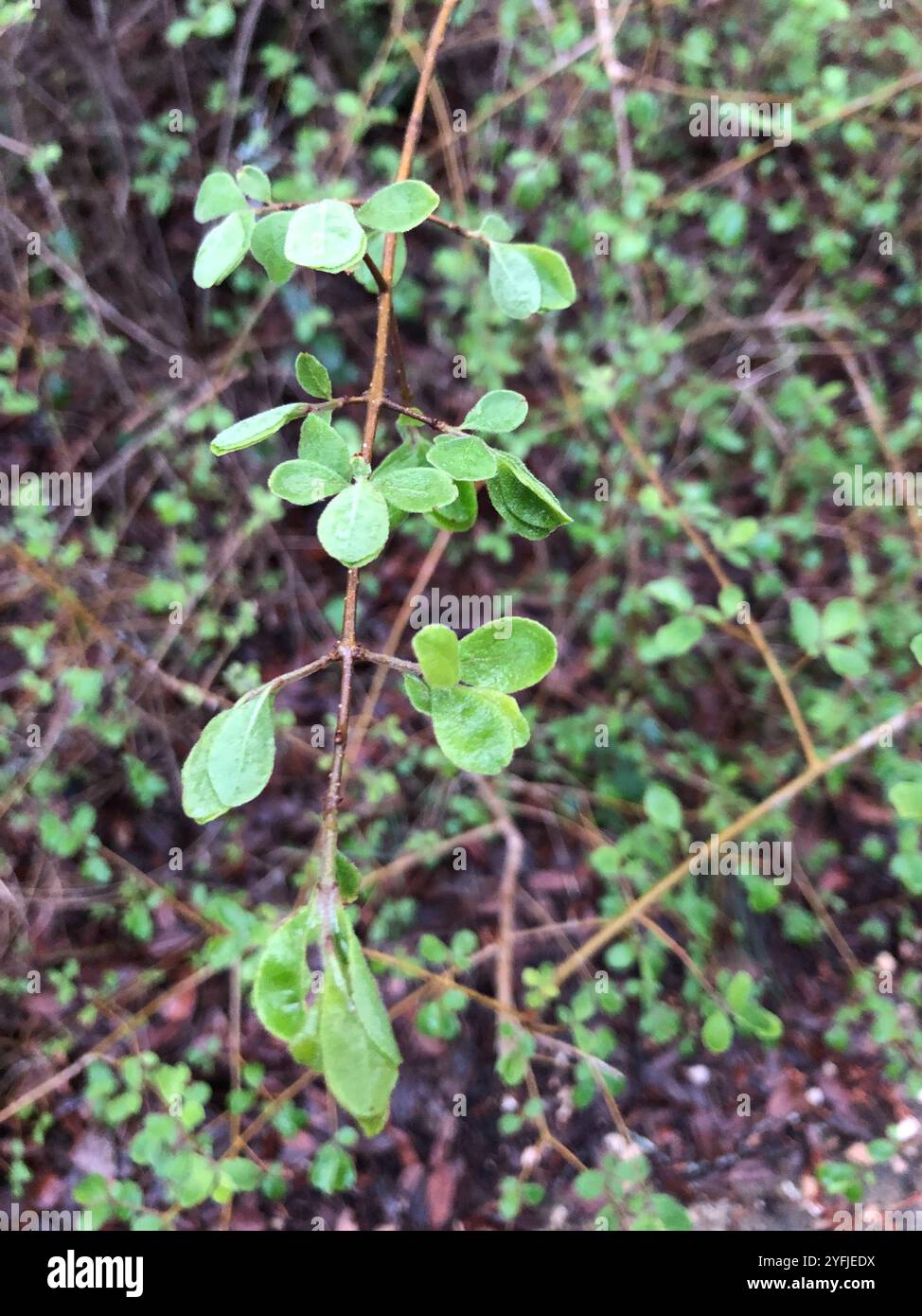 Stretchberry (Forestiera pubescens Stock Photo - Alamy