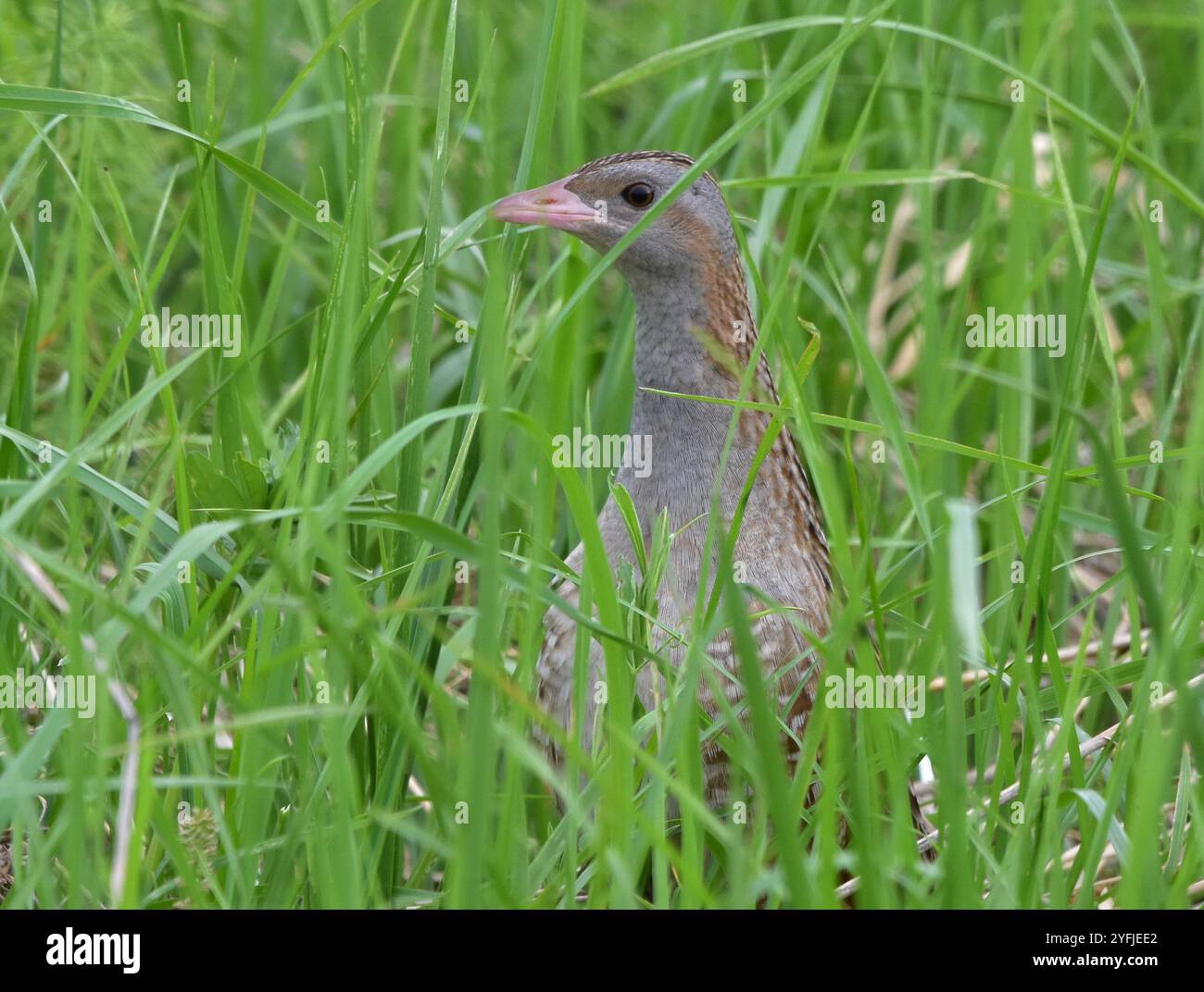 Corn Crake (Crex crex Stock Photo - Alamy