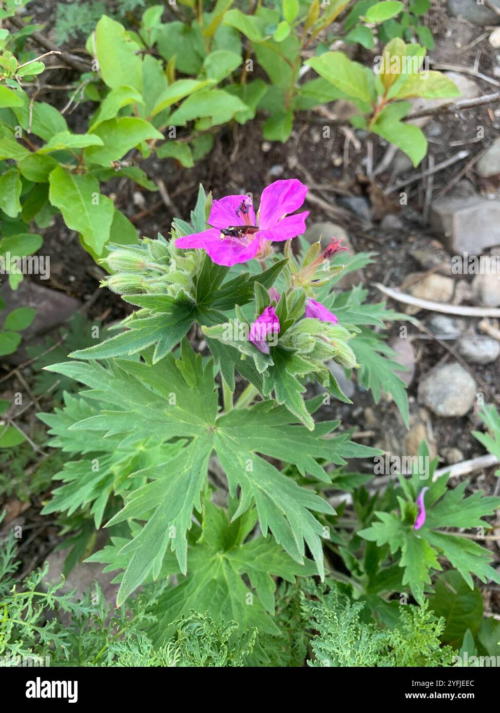 sticky geranium (Geranium viscosissimum Stock Photo - Alamy