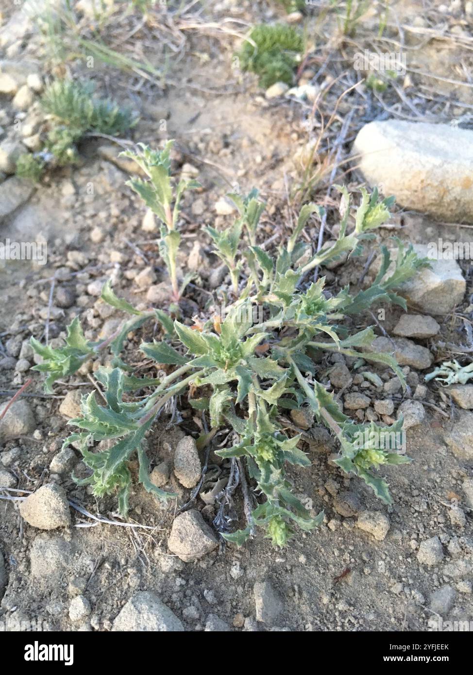 Rayless Tansyaster (Xanthisma grindelioides Stock Photo - Alamy