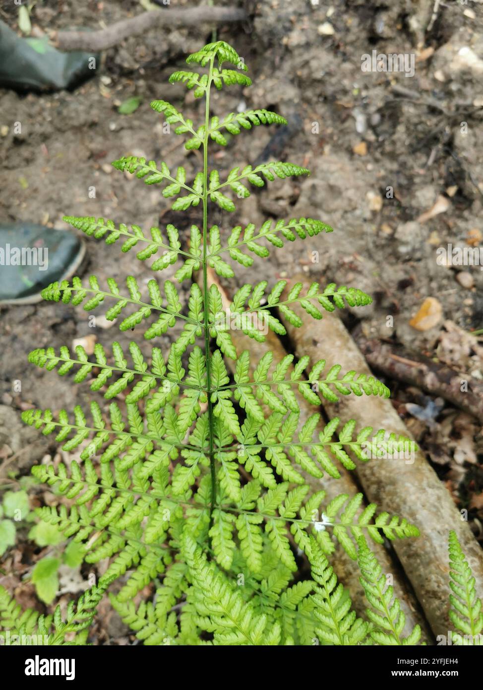 broad buckler-fern (Dryopteris dilatata Stock Photo - Alamy