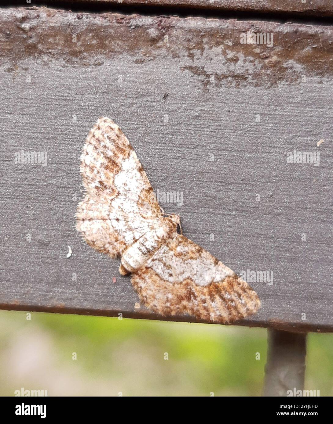 Geometer Moths (Geometridae Stock Photo - Alamy