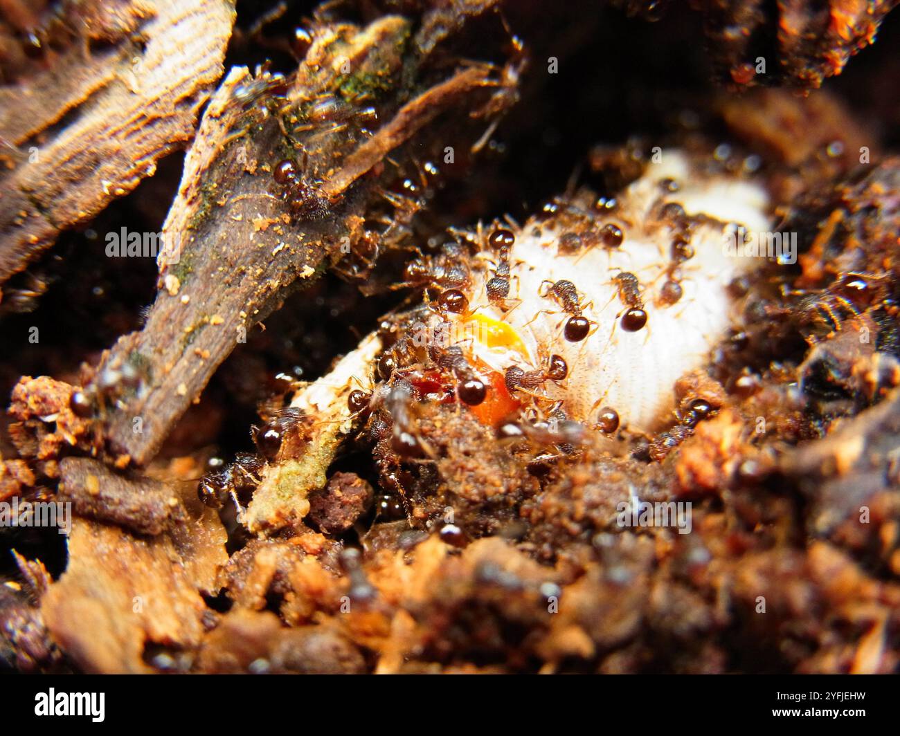 Pristomyrmex punctatus hi-res stock photography and images - Alamy