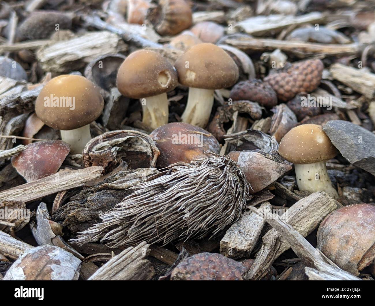 Spring fieldcap agrocybe praecox hi-res stock photography and images ...