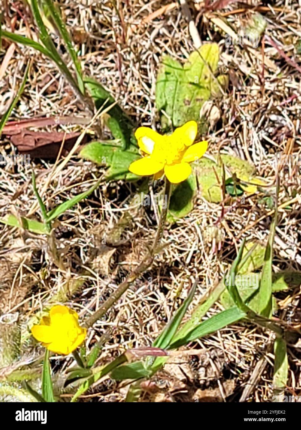 Western Buttercup (Ranunculus occidentalis Stock Photo - Alamy